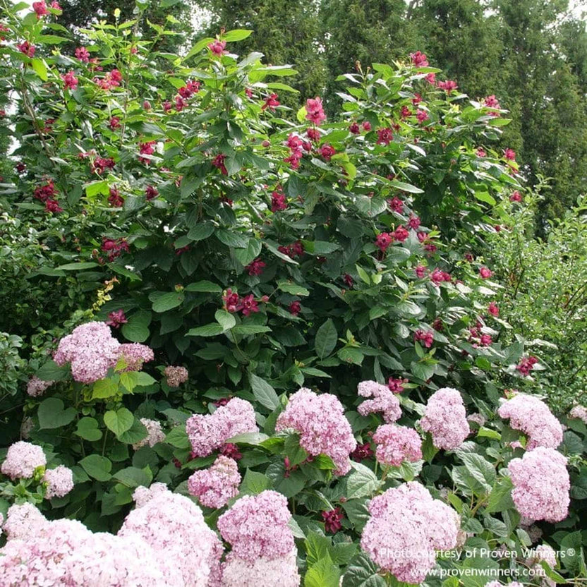 Calycanthus 'Aphrodite' | Proven Winners Sweetshrub for Sale – Almanac ...