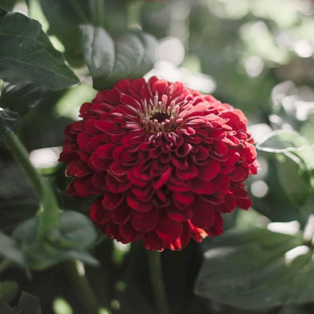 Zinnia Plants for Sale – Almanac Planting Co