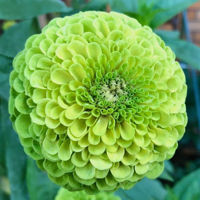 Zinnia Plants for Sale – Almanac Planting Co