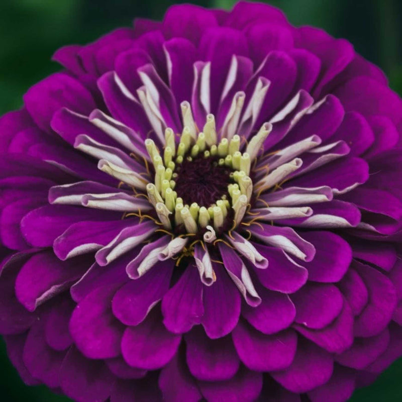 Zinnia Plants for Sale – Almanac Planting Co