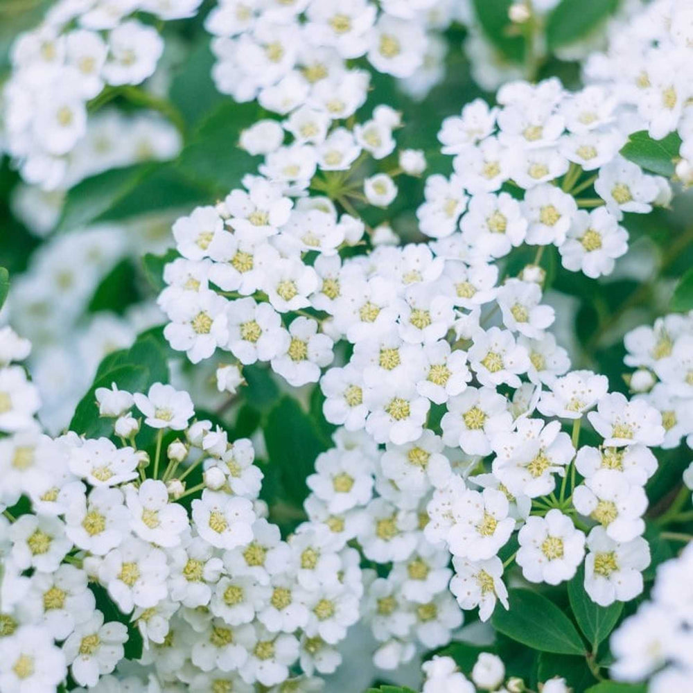 Shrubs and Bushes for USDA Zone 8 – Almanac Planting Co