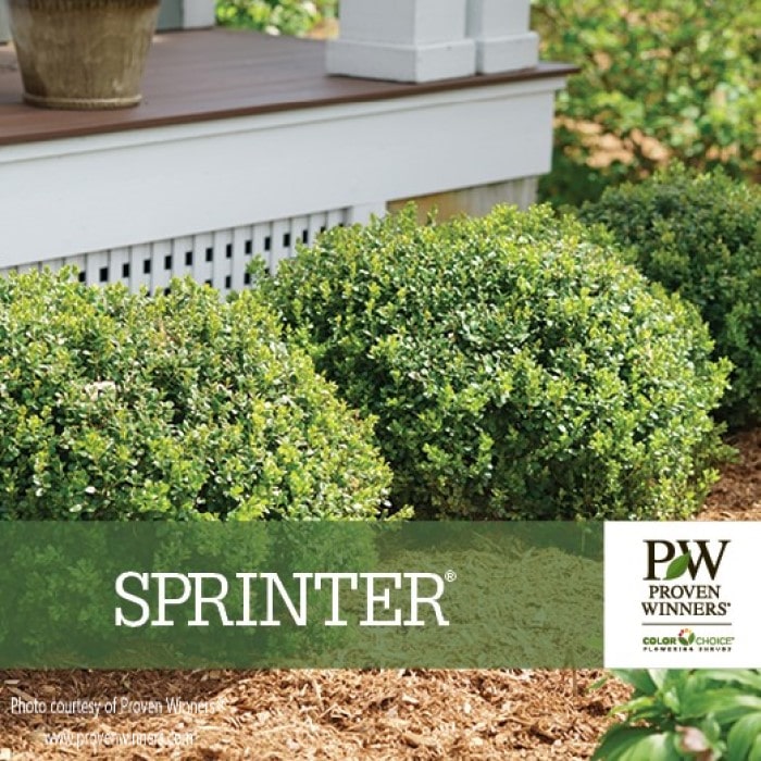 Sprinter® Boxwood | Fast Growing Shrub – Almanac Planting Co