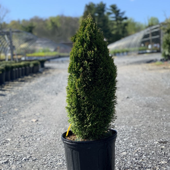 Emerald Petite Arborvitae | Thuja occidentalis 'Thusid4' – Almanac ...