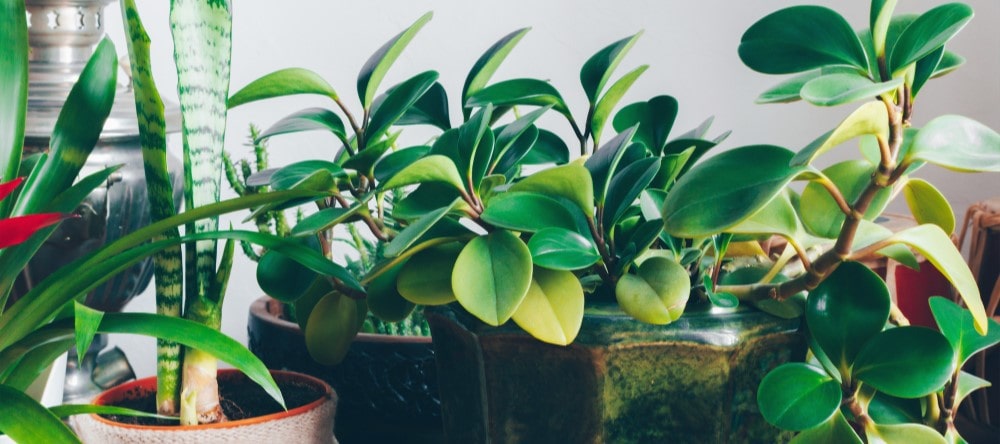 Live Plants Delivered | Buy Plants Online | Plants for Sale – Almanac ...