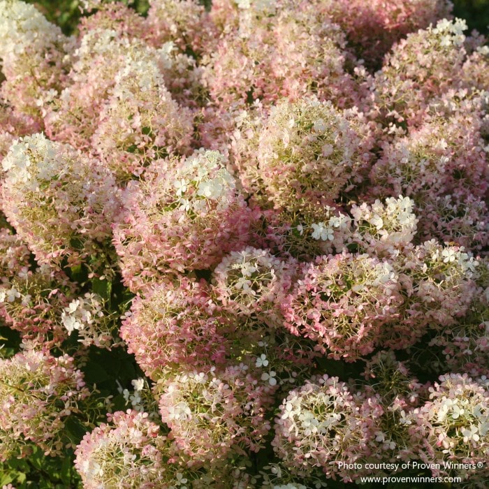 Bobo® Panicle Hydrangea | Dwarf Hydrangea – Almanac Planting Co