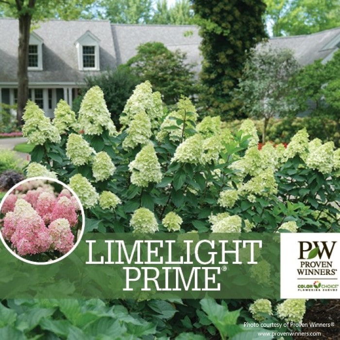 Limelight Prime® Panicle Hydrangea | Hydrangea paniculata – Almanac ...