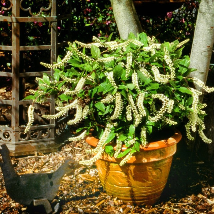 Little Henry® Sweetspire | Itea virginica – Almanac Planting Co