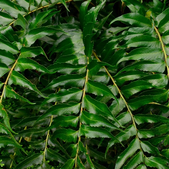 Japanese Holly Fern | Fishtail Fern | Cyrtomium falcatum – Almanac ...