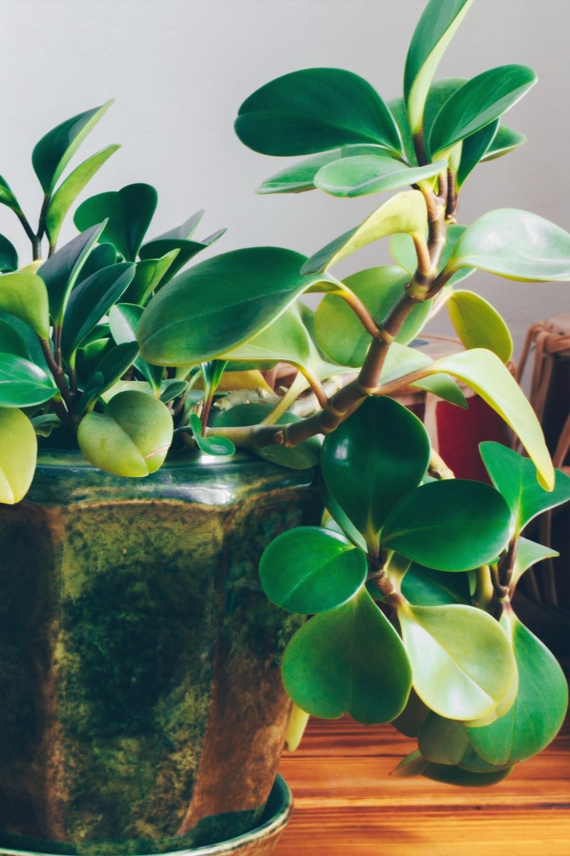 Live Plants Delivered | Buy Plants Online | Plants for Sale – Almanac ...