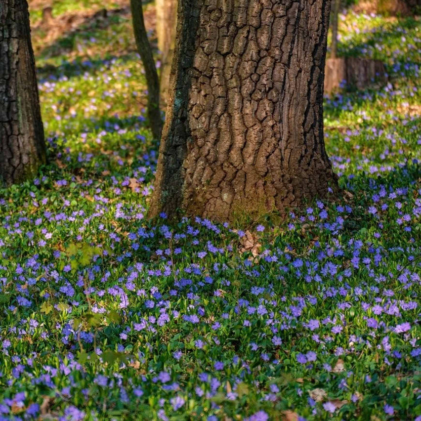 Periwinkle Ground Cover | Vinca minor (Creeping Myrtle) – Almanac ...