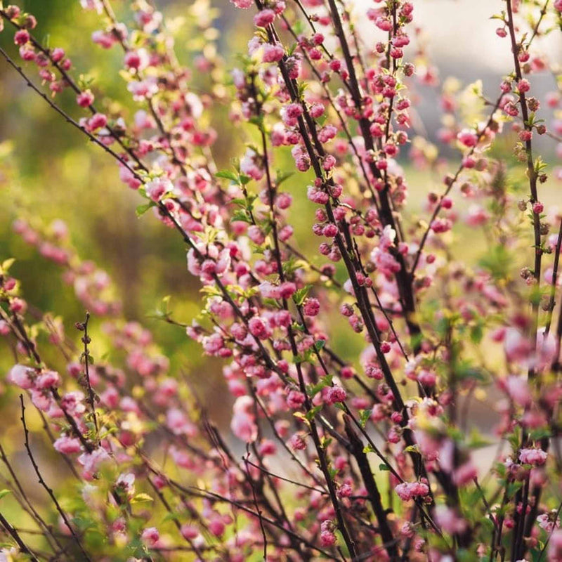 Pink Flowering Almond | Prunus glandulosa 'Rosea Plena' – Almanac ...