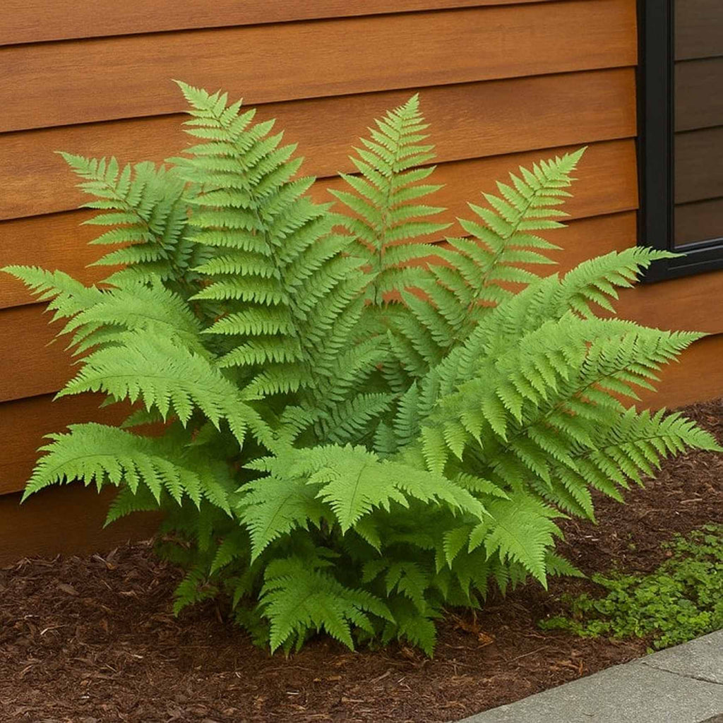 Remote Wood Fern (Dryopteris remota) | Elegant Shade Garden Fern ...