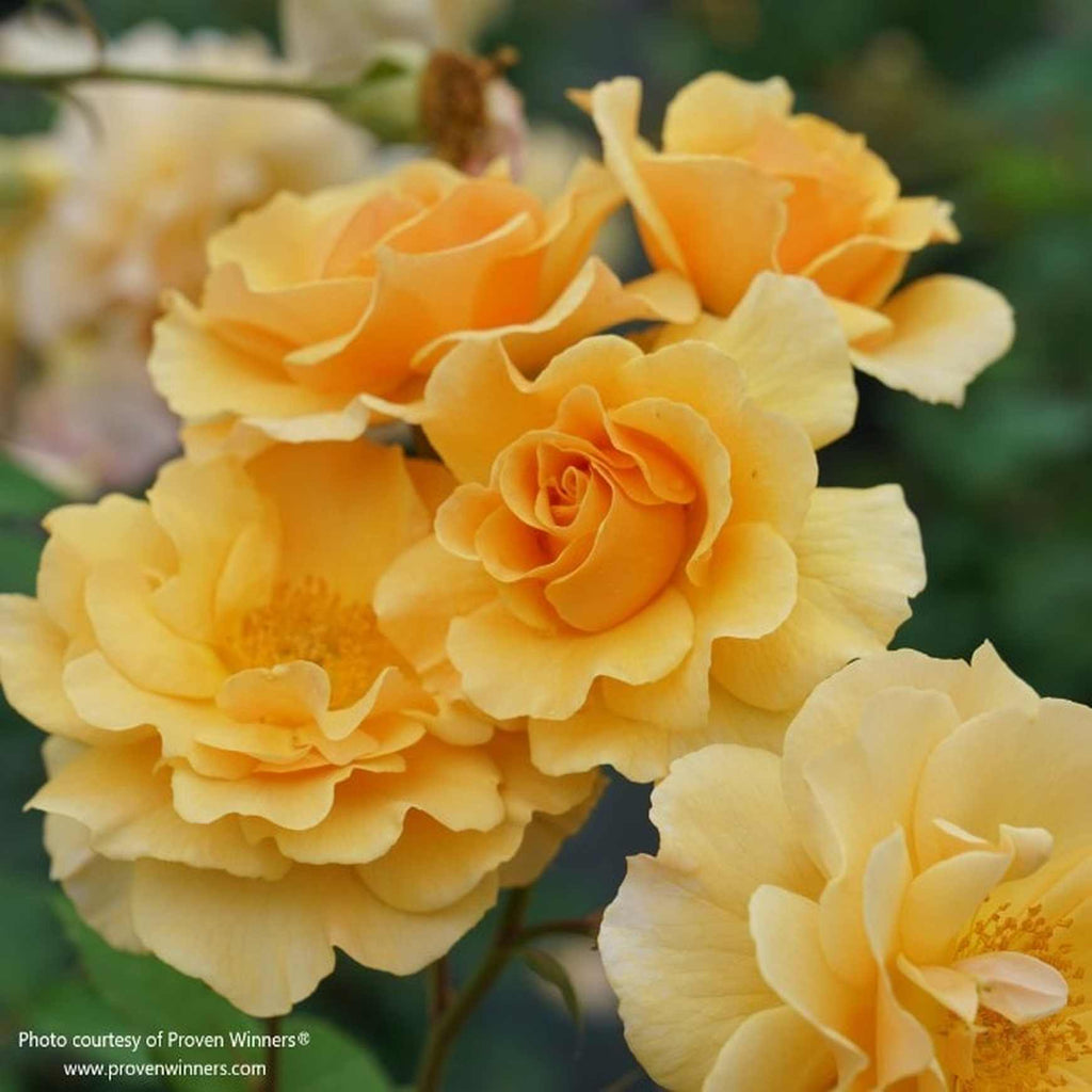 Rise Up Amberness™ Climbing Rose | Erect Rose – Almanac Planting Co