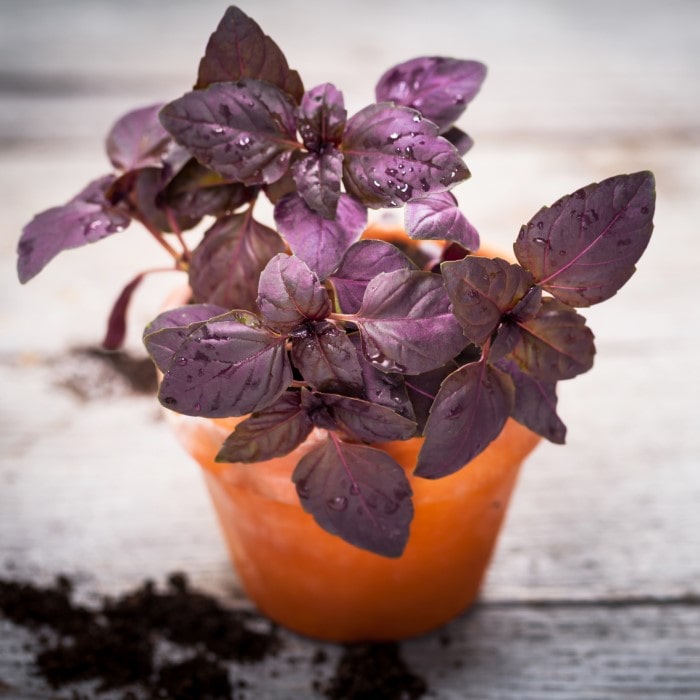 Amethyst Basil | Purple and Black Leaf Basil – Almanac Planting Co