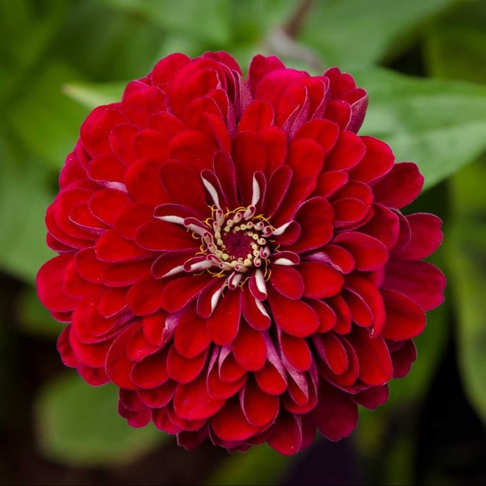 Zinnia Plants for Sale – Almanac Planting Co