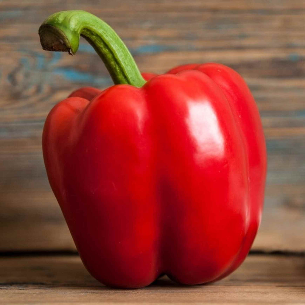 Big Red Pepper Plant | Red Bell Pepper | Capsicum annuum – Almanac ...