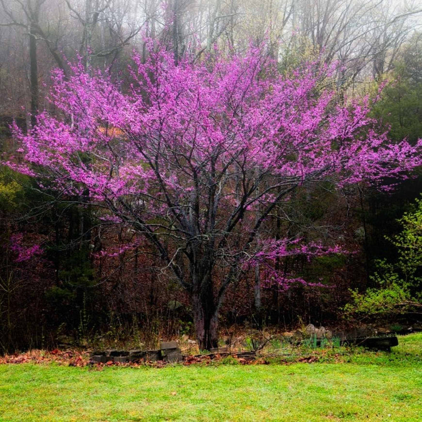 Forest Pansy Redbud Tree | Cercis canadensis 'Forest Pansy' – Almanac ...