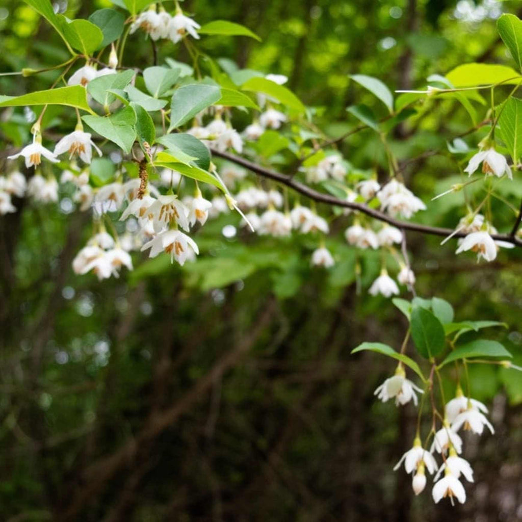 Japanese Snowbell Tree | Styrax japonicus – Almanac Planting Co