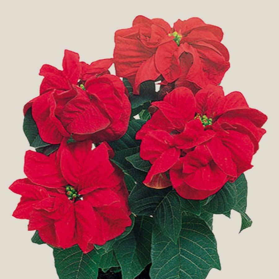 Winter Rose Poinsettia Holiday Poinsettias Almanac Planting Co